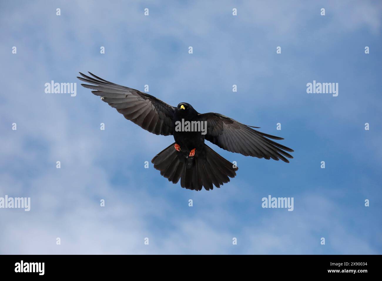 alpine chough, yellow-billed chough (Pyrrhocorax graculus), in flight ...