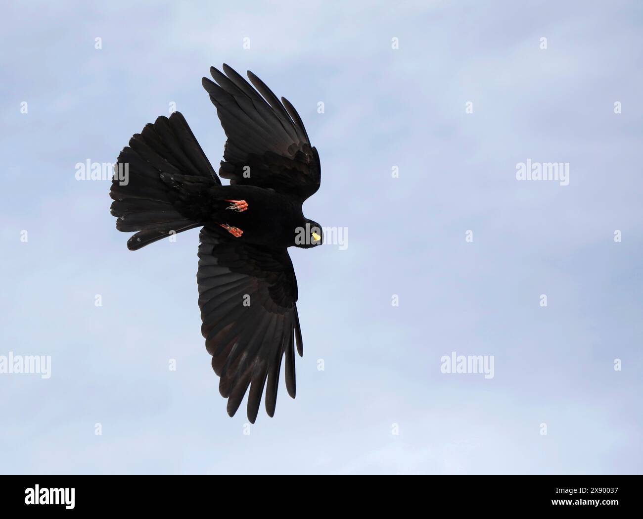 alpine chough, yellow-billed chough (Pyrrhocorax graculus), in flight ...