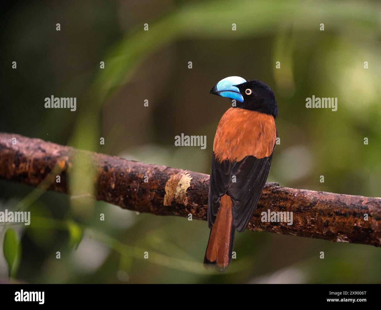 helmet bird (Euryceros prevostii), sitting on a branch, Madagascar ...