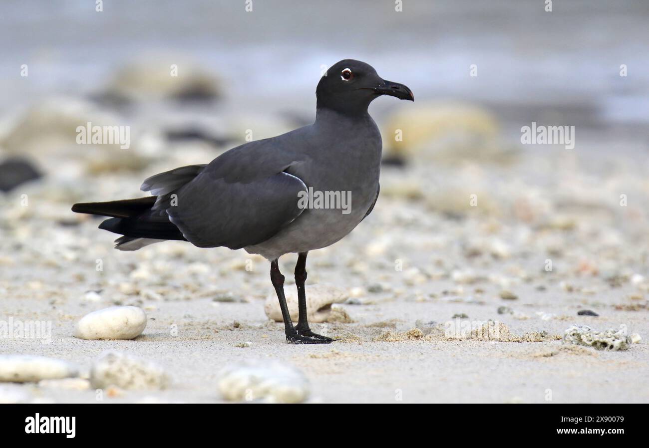 Dusky gull, Lava gull (Larus fuliginosus, Leucophaeus fuliginosus ...
