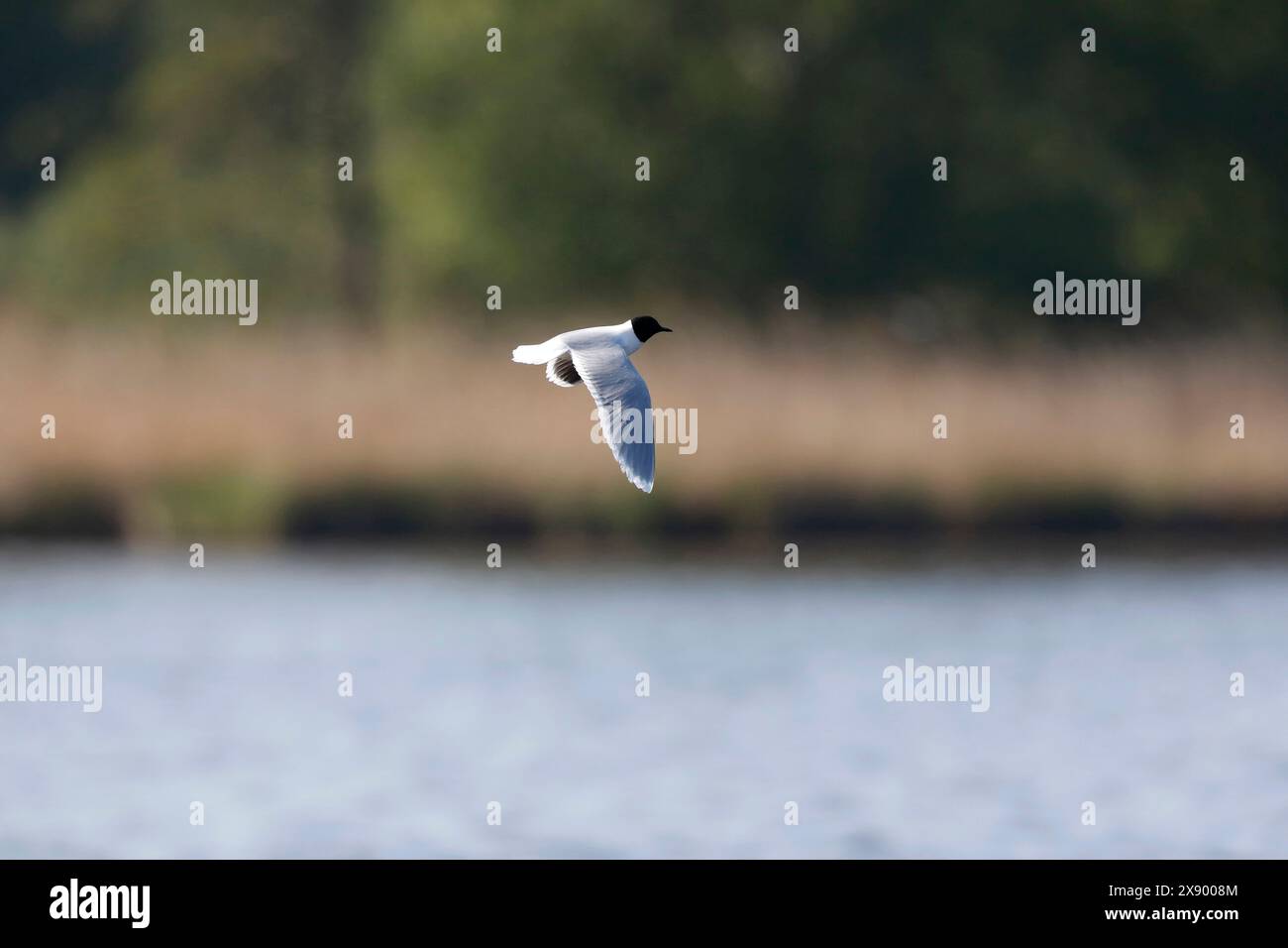 little gull (Hydrocoloeus minutus, Larus minutus), in flight over a ...