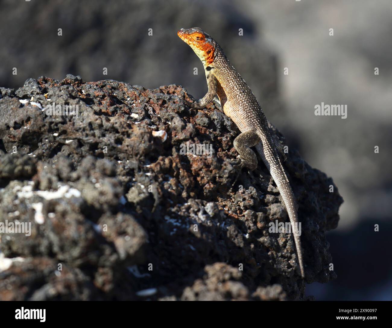 Lava Lizard (Microlophus spec.), sits on lava rock, Ecuador, Galapagos ...