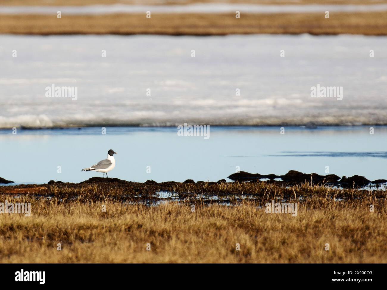 sabine's gull (Xema sabini), adult by the waterside in tundra, USA ...