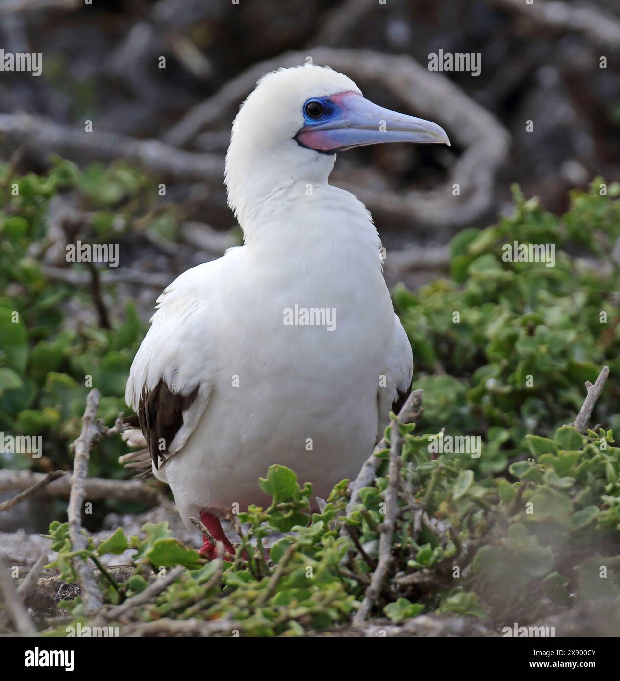 red-footed booby (Sula sula websteri, Sula websteri), sits, Ecuador ...