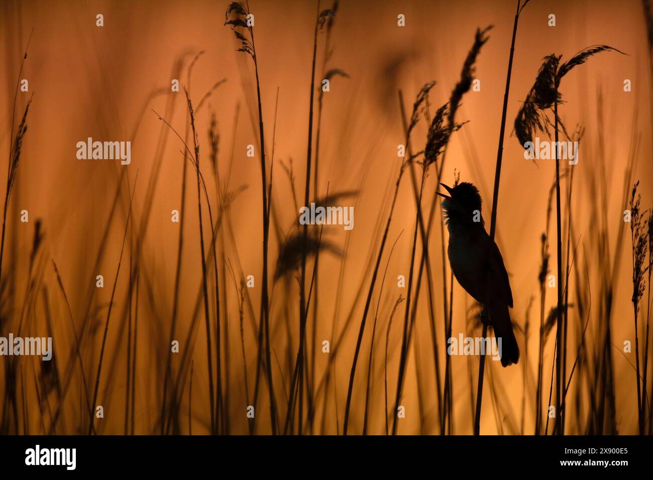 great reed warbler (Acrocephalus arundinaceus), perches singing in the ...