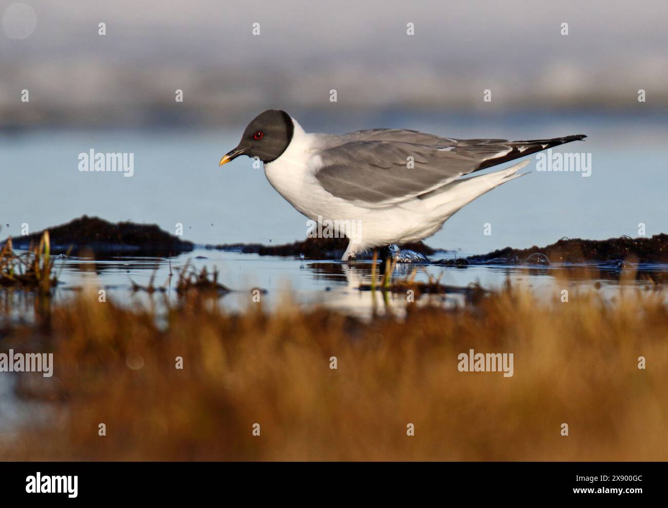 sabine's gull (Xema sabini), adult by the waterside in tundra, USA ...
