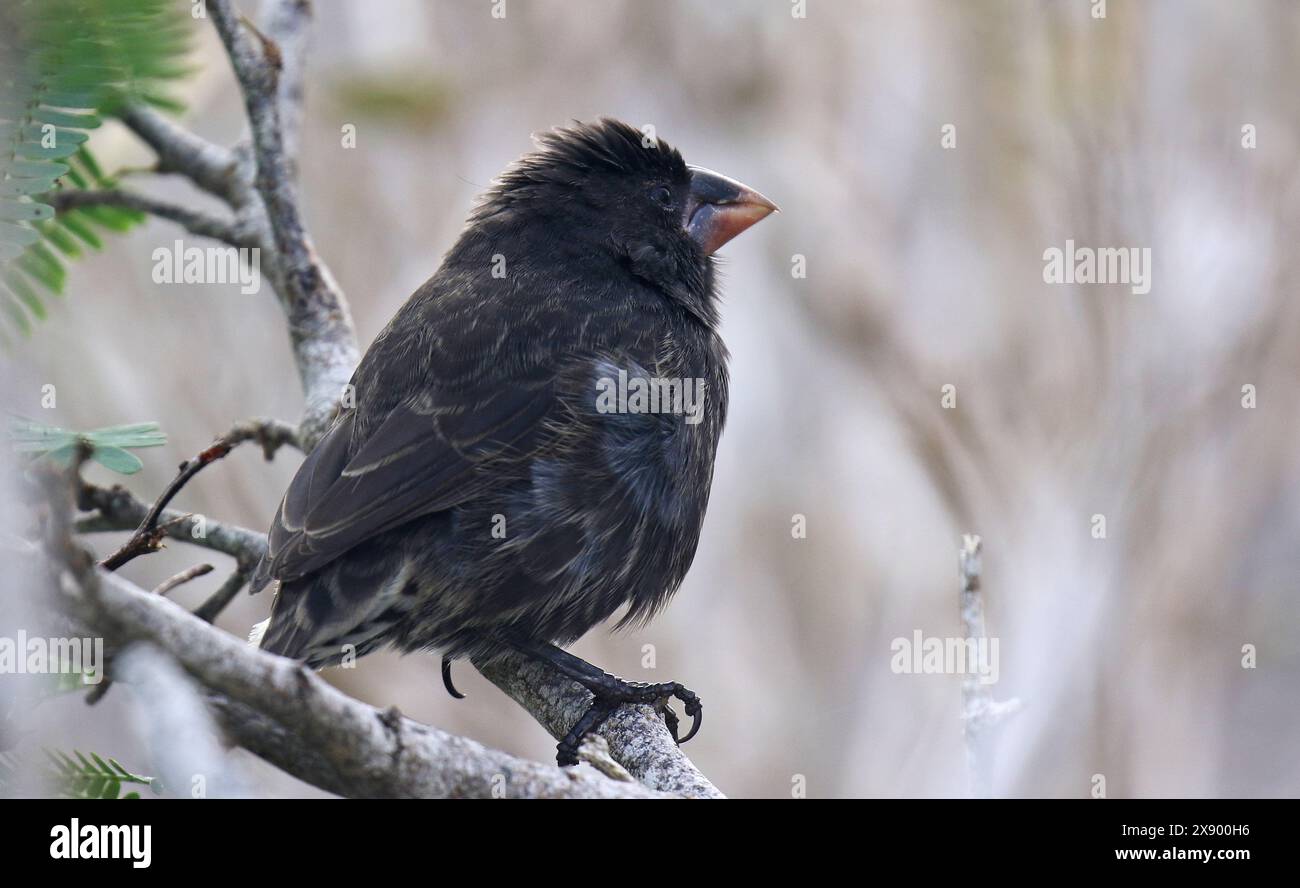 Espanola ground finch, Espanola Cactus Finch (Geospiza conirostris ...