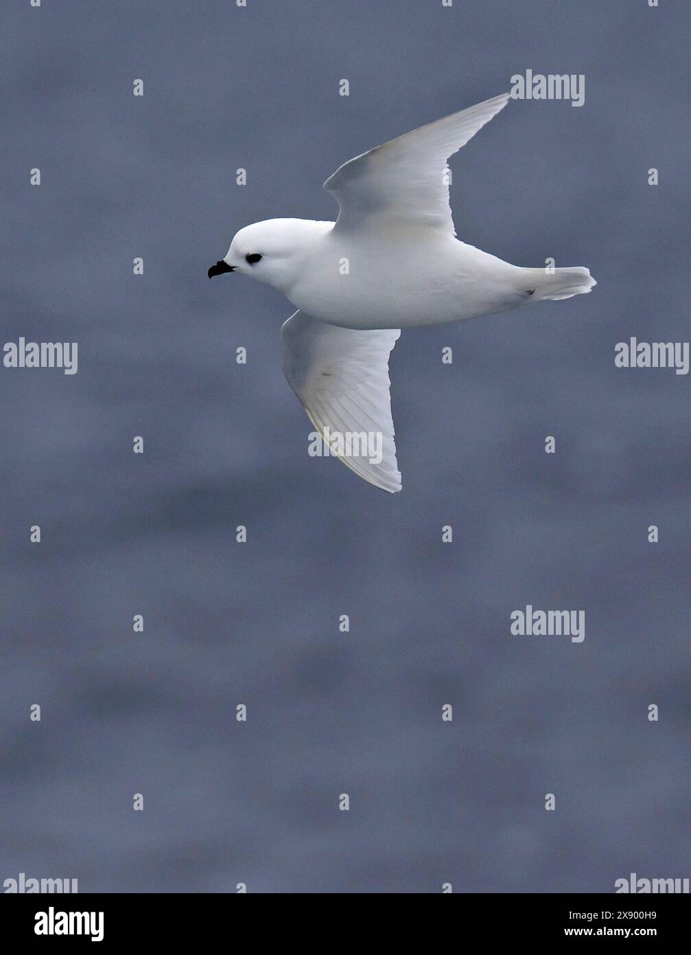 snow petrel (Pagodroma nivea), in flight, Antarctica Stock Photo - Alamy