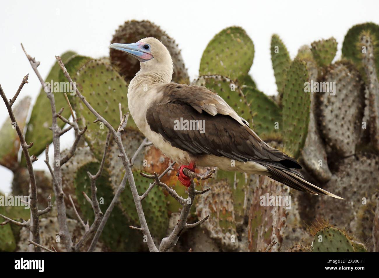 red-footed booby (Sula sula websteri, Sula websteri), sits on opuntias ...