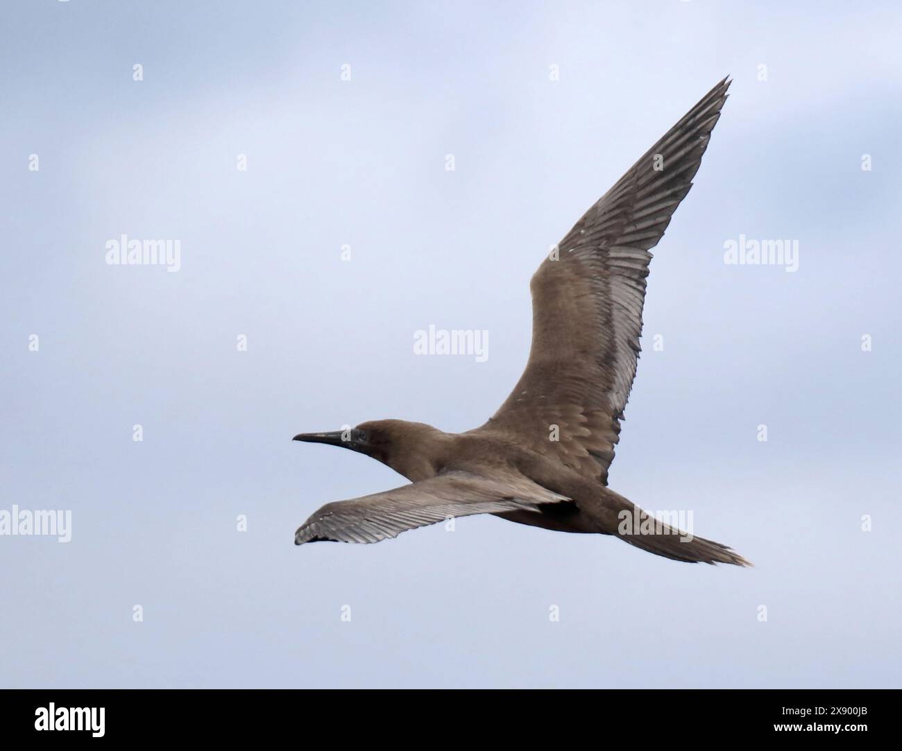 red-footed booby (Sula sula websteri, Sula websteri), juvenile in ...
