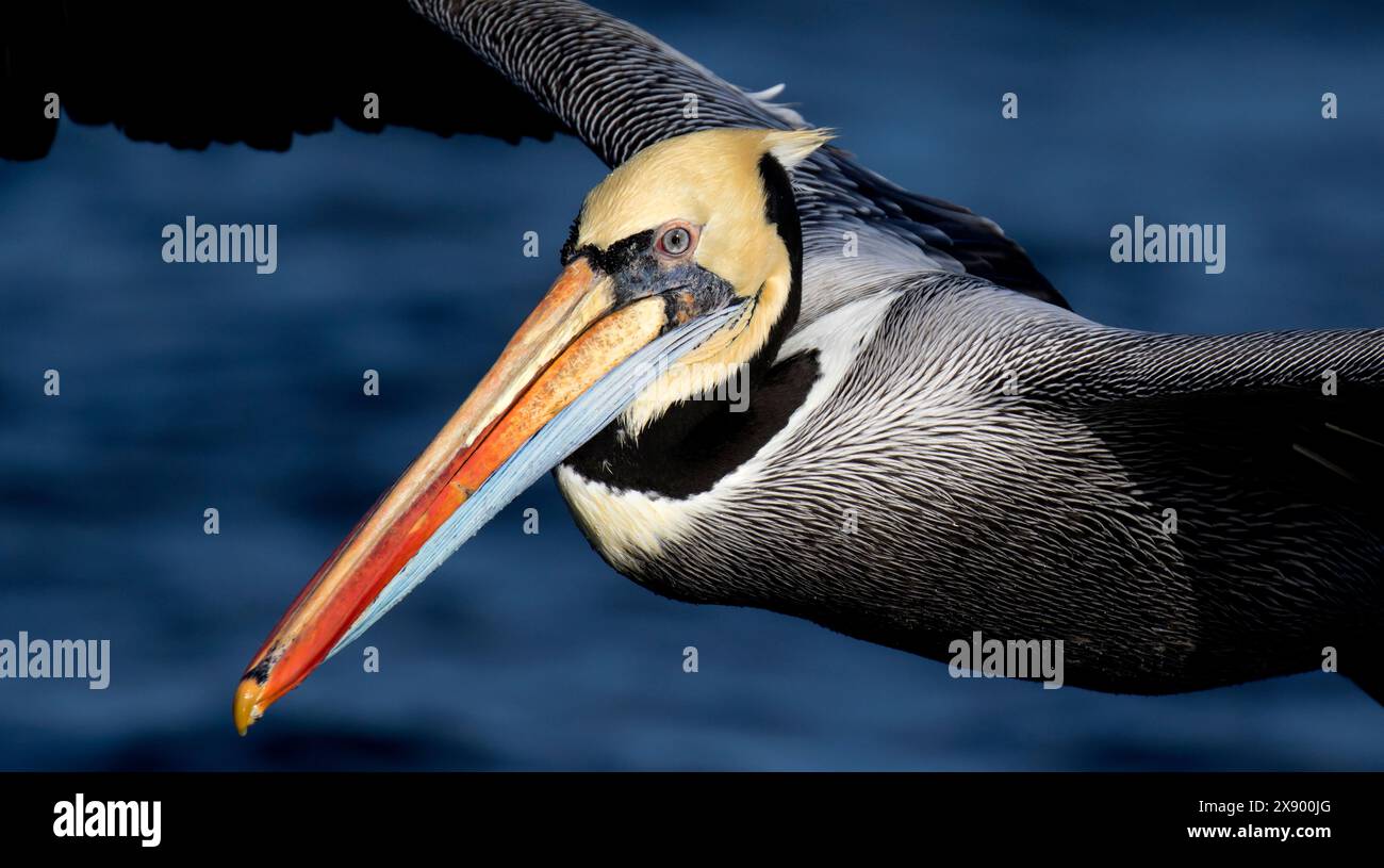 Peruvian Pelican (Pelecanus thagus), in flight off the coast, portrait ...
