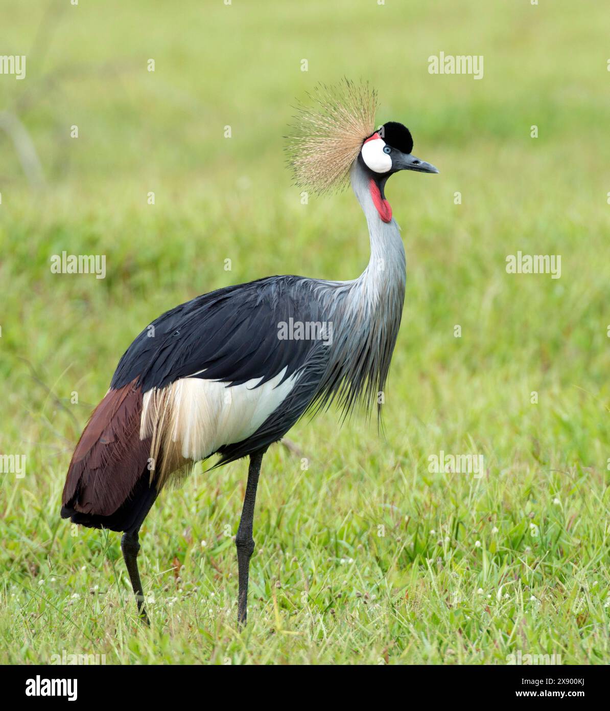 South African crowned crane, Grey crowned crane (Balearica regulorum ...