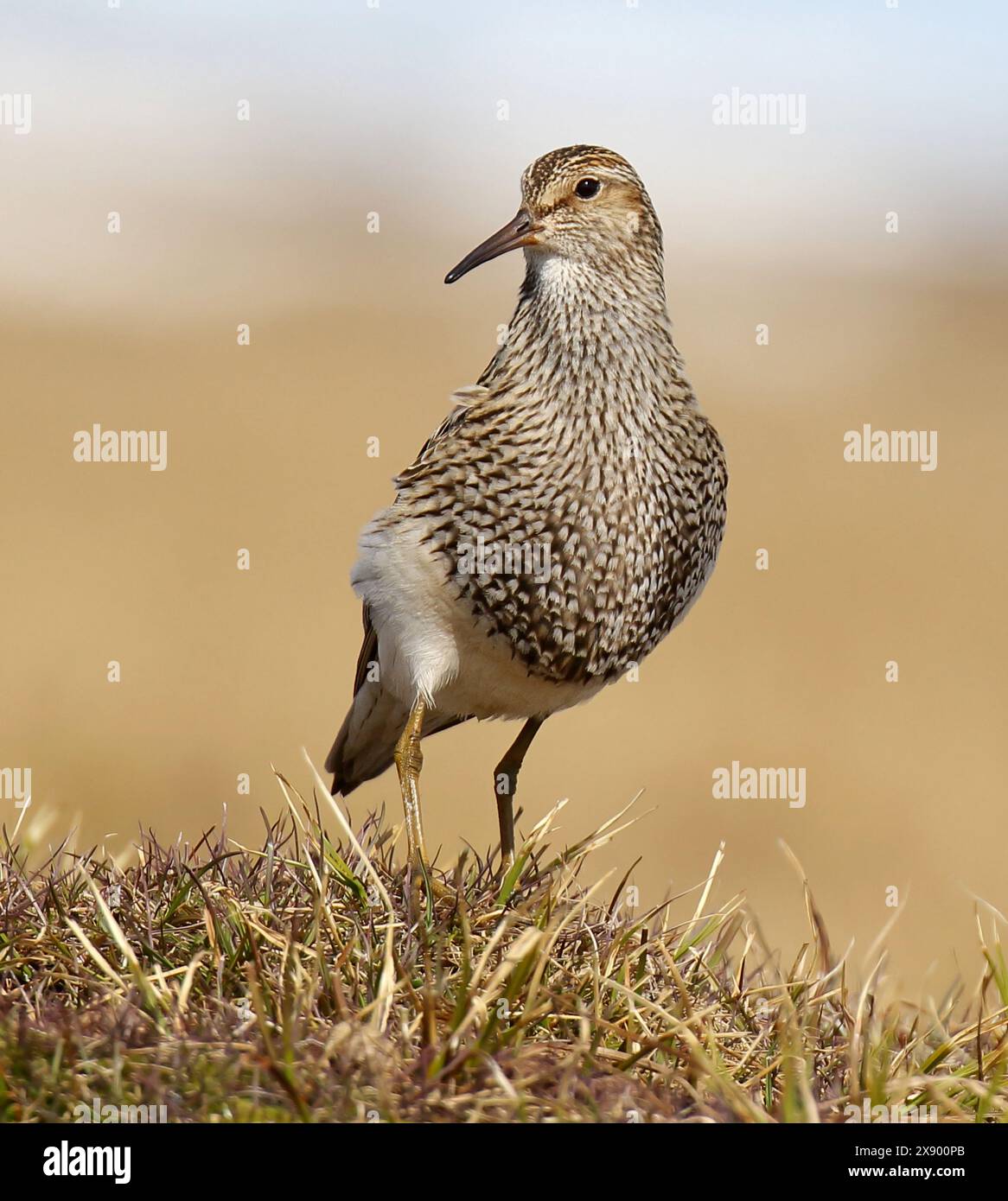 Pectoral sandpiper bird species hi-res stock photography and images - Alamy