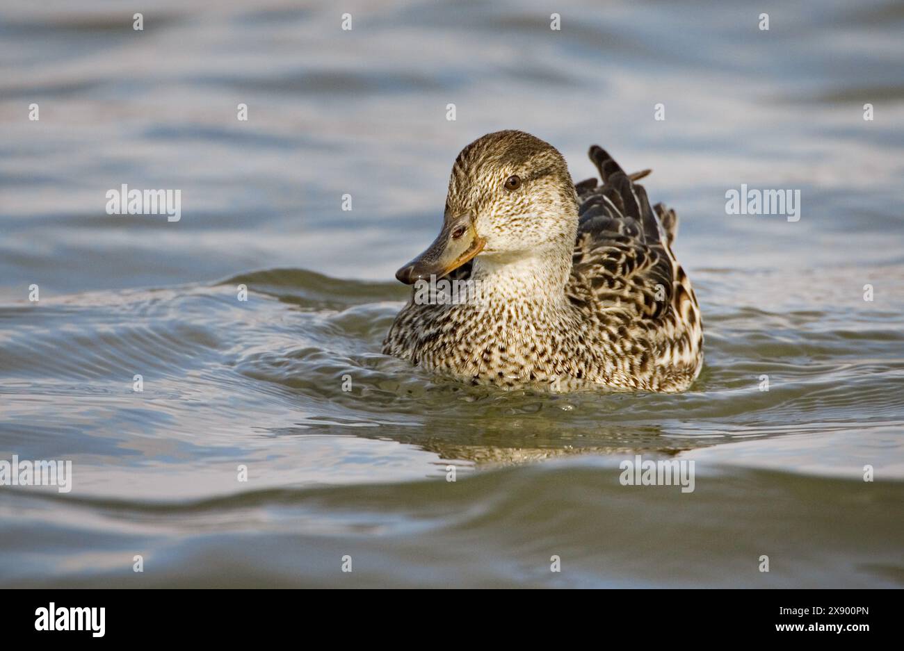 green-winged teal, Eurasian teal, common teal, Eurasian green-winged ...