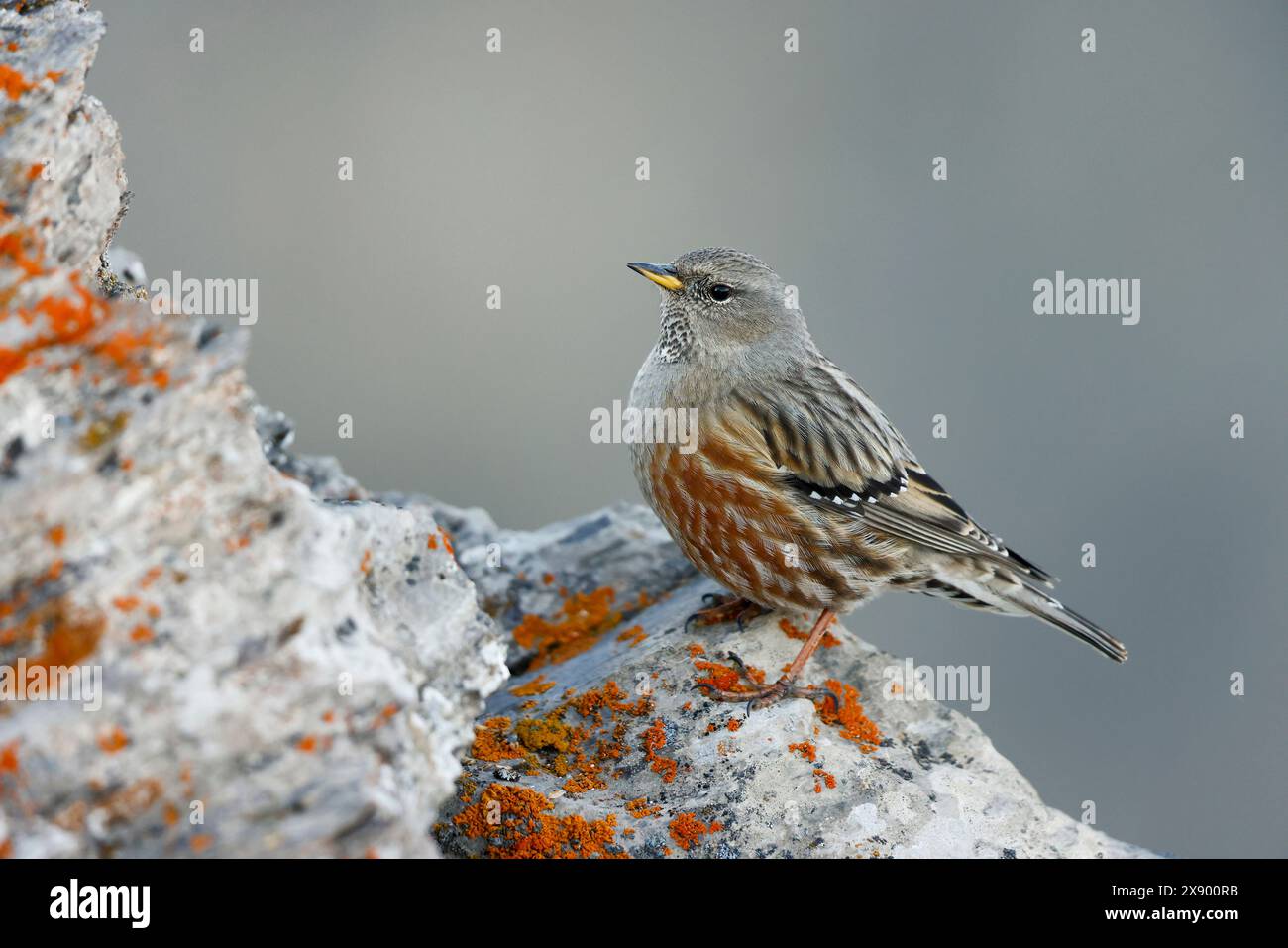 Alpine accentor (Prunella collaris), male perching on a lichened rock ...