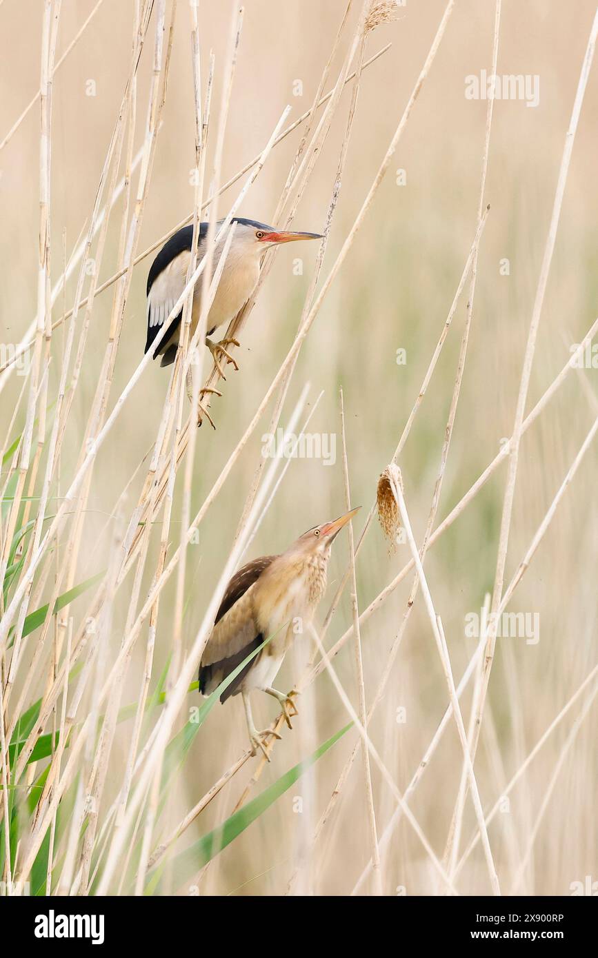 Little bittern (Ixobrychus minutus), pair in the reeds, Netherlands ...