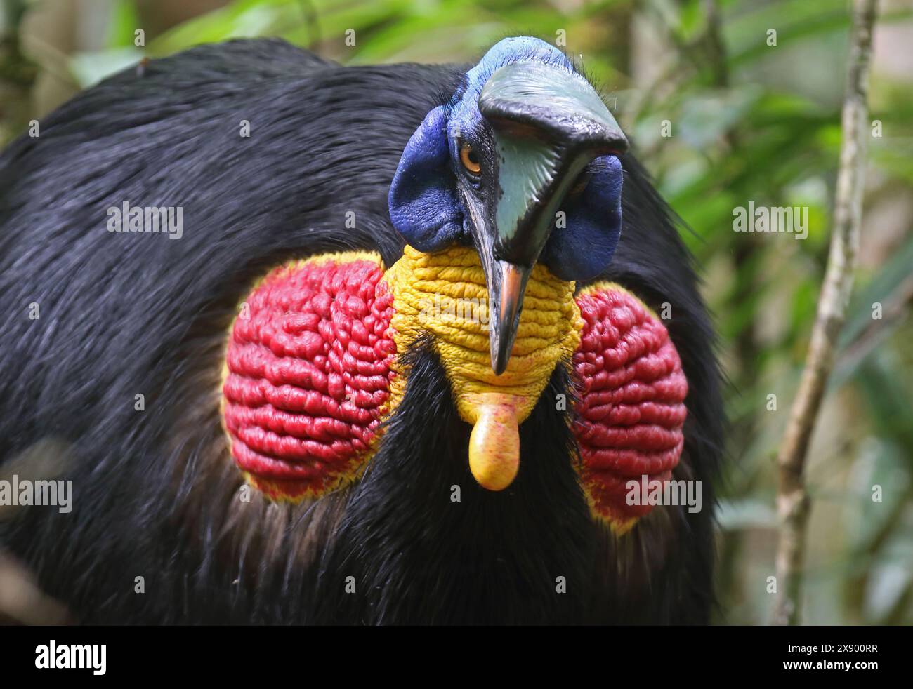 One-wattled cassowary, Northern Cassowary, Single-wattled Cassowary ...