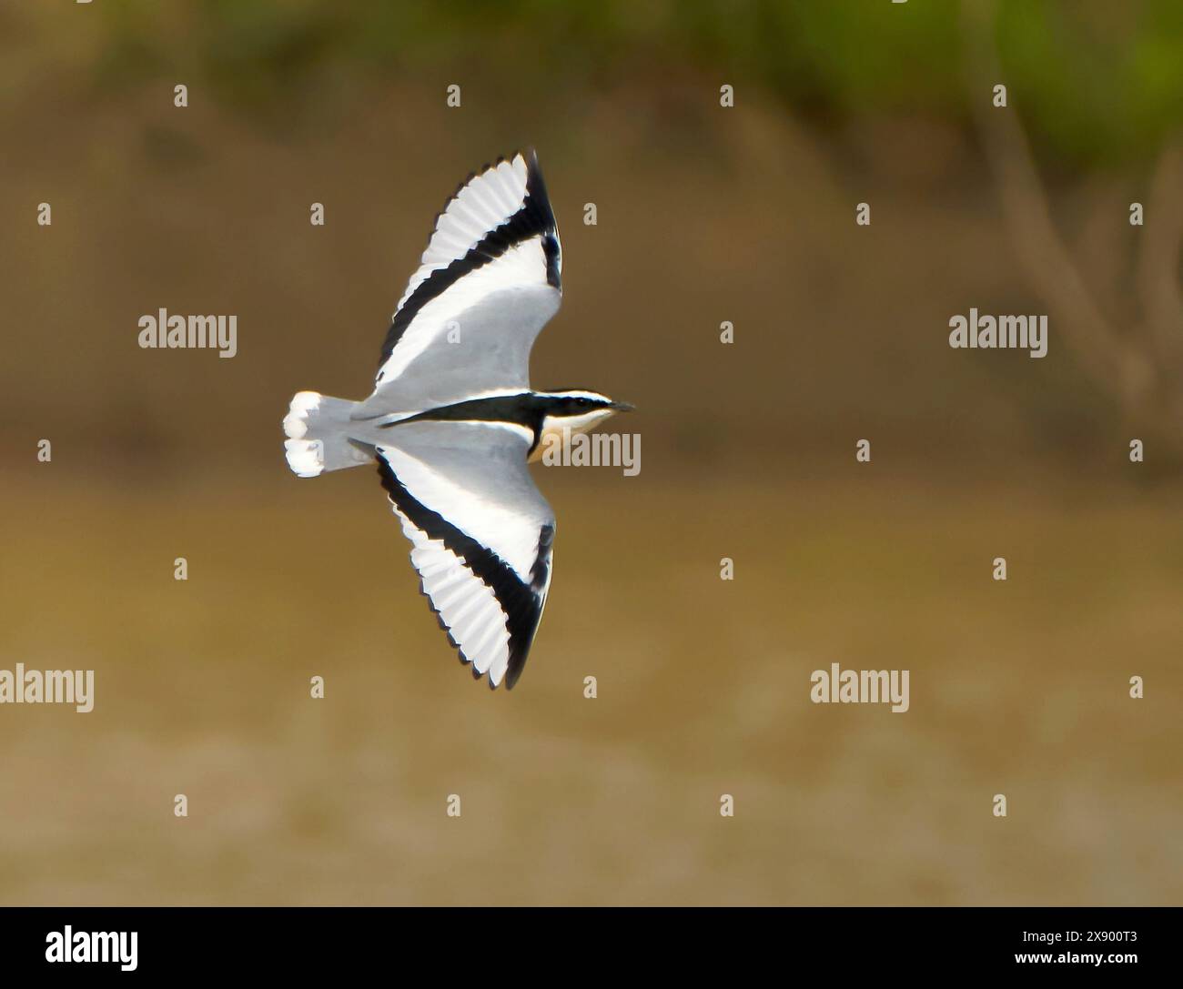Egyptian plover (Pluvianus aegyptius), in flight, Africa Stock Photo ...