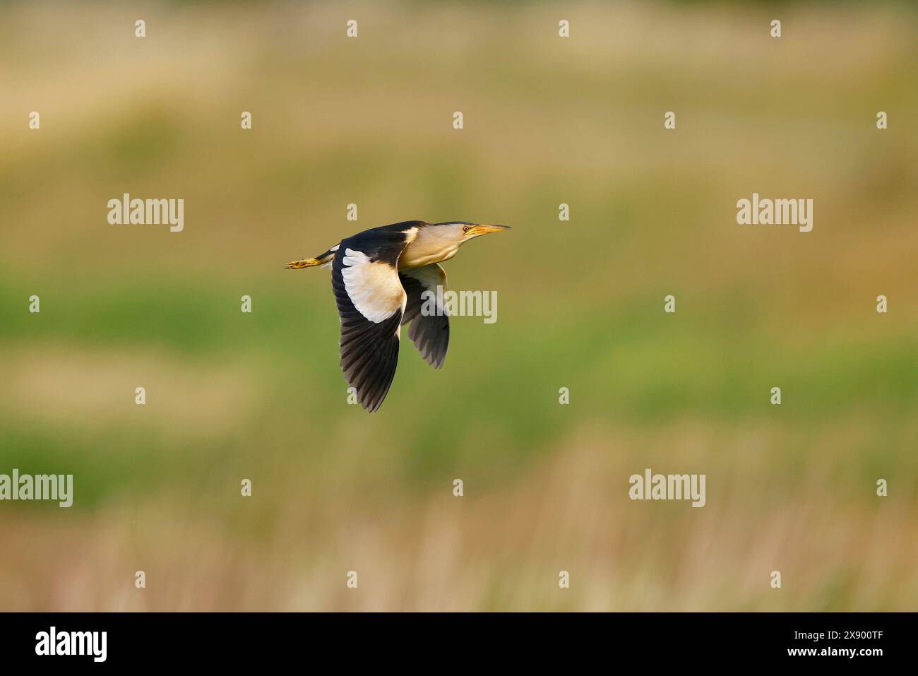 Little bittern (Ixobrychus minutus), male in flight, Netherlands, South ...