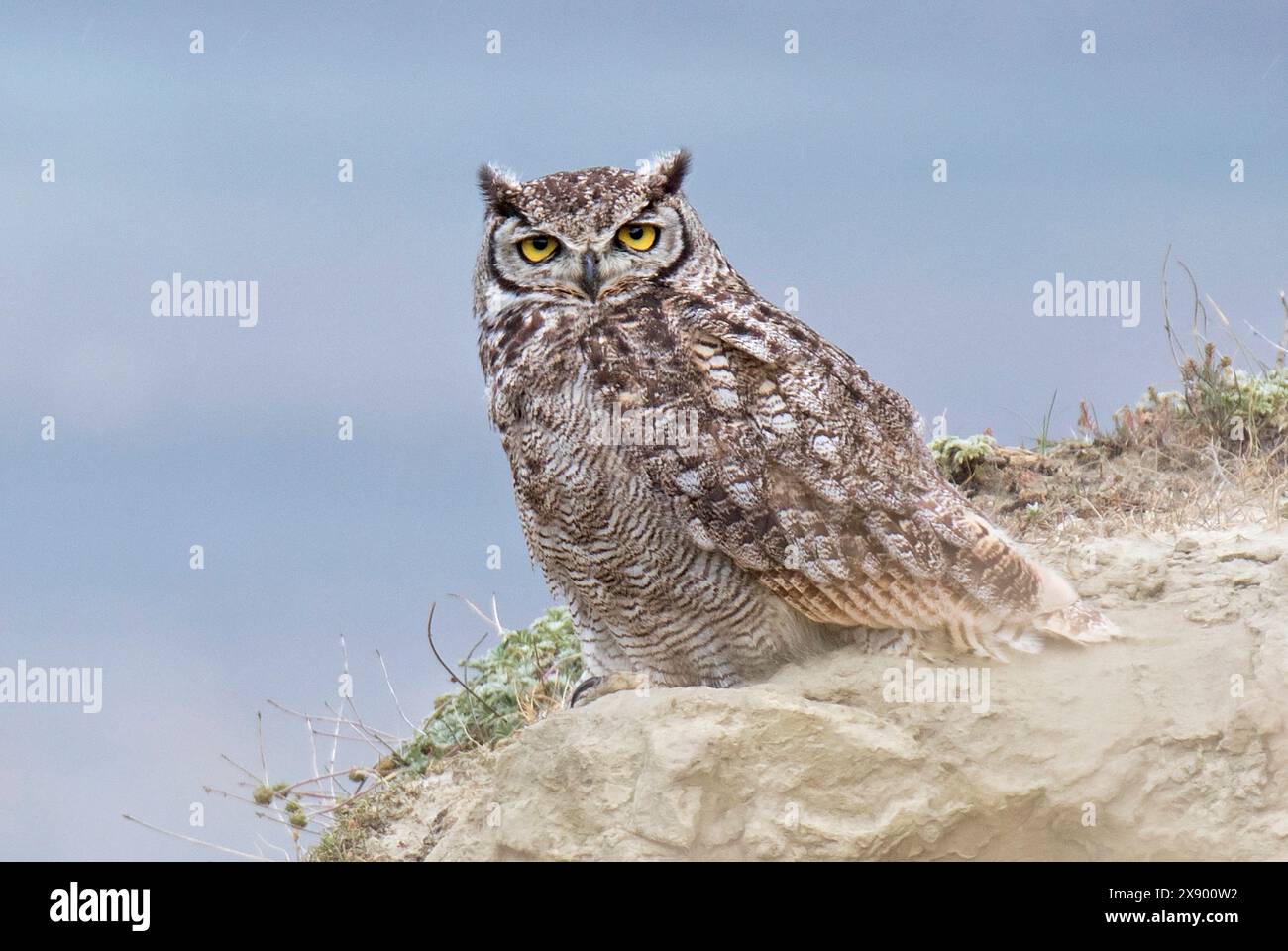 Lesser Horned Owl, Magellanic Horned Owl (Bubo magellanicus), resting ...
