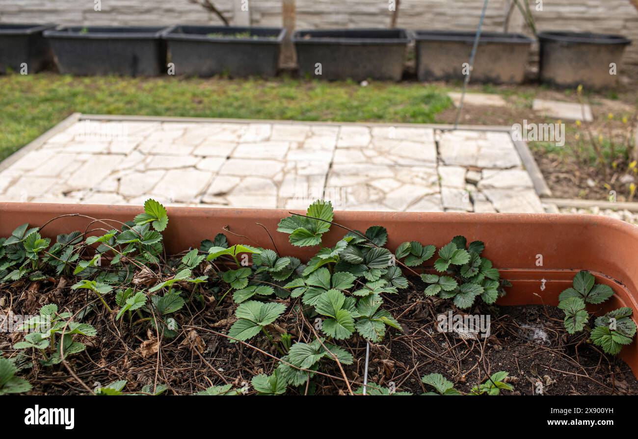 Strawberry plant growing in huge pots o the terrace. High quality photo ...