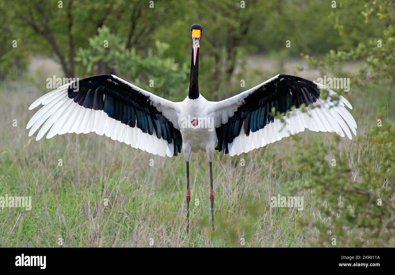 saddle-bill stork (Ephippiorhynchus senegalensis), adult standing with ...