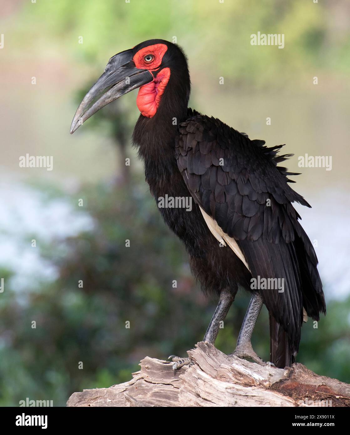 southern ground hornbill, ground hornbill (Bucorvus leadbeateri ...