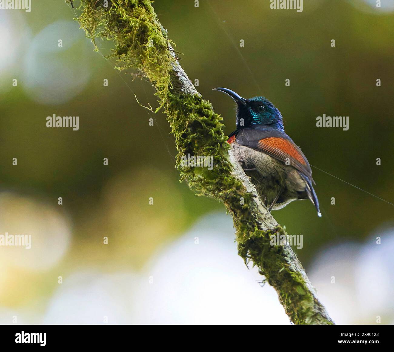Rufous winged sunbirds hi-res stock photography and images - Alamy