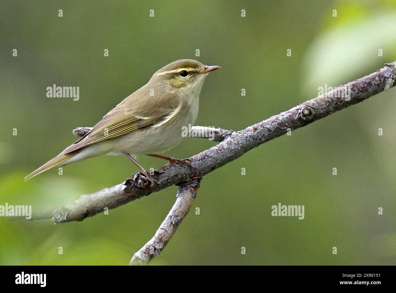 arctic warbler (Phylloscopus borealis), sitting on a branch, USA ...
