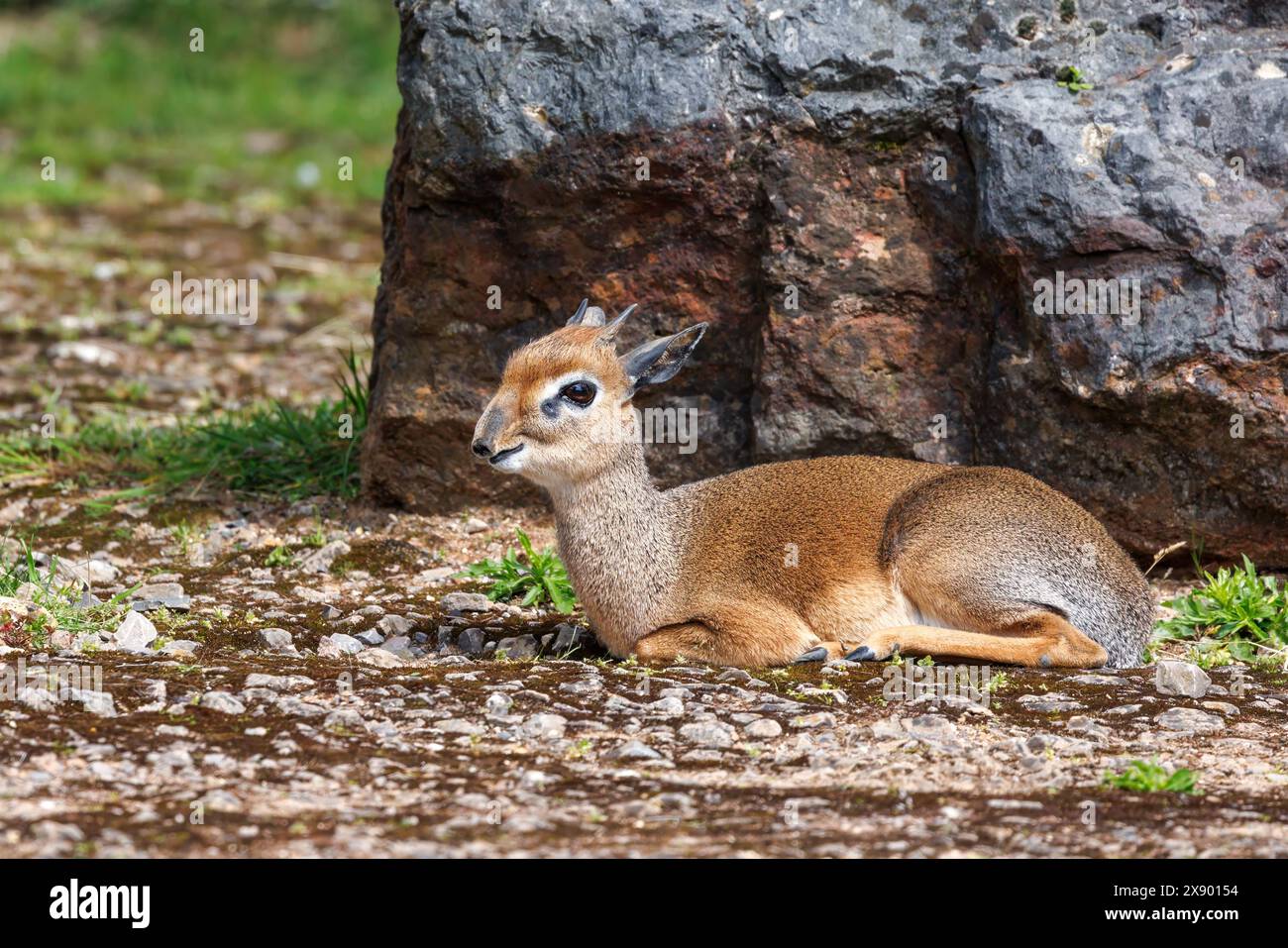 Side view of a resting kirks dik-dik, Madoqua kirkii, the smallest antelope in the world. This ...
