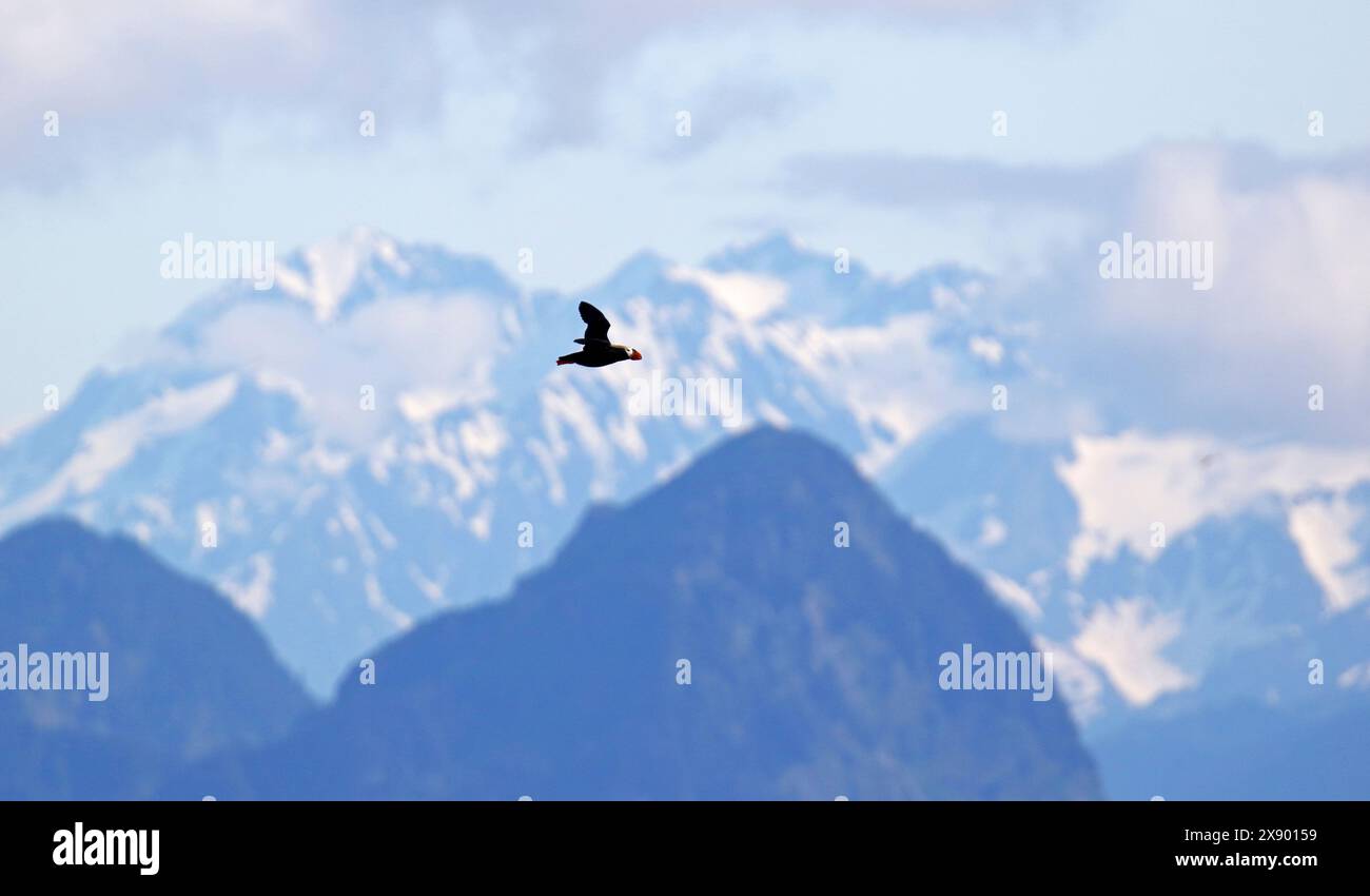 tufted puffin (Fratercula cirrhata, Lunda cirrhata), adult flying in ...