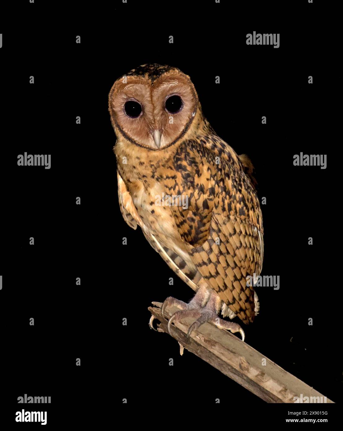 Masked owl hi-res stock photography and images - Alamy