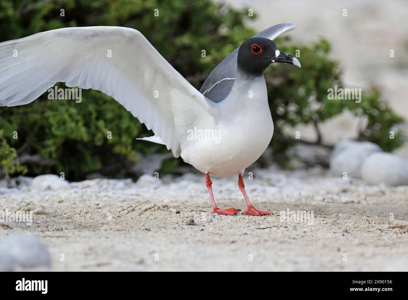 Swallow-tailed Gull (Creagrus furcatus), sits on the ground and ...