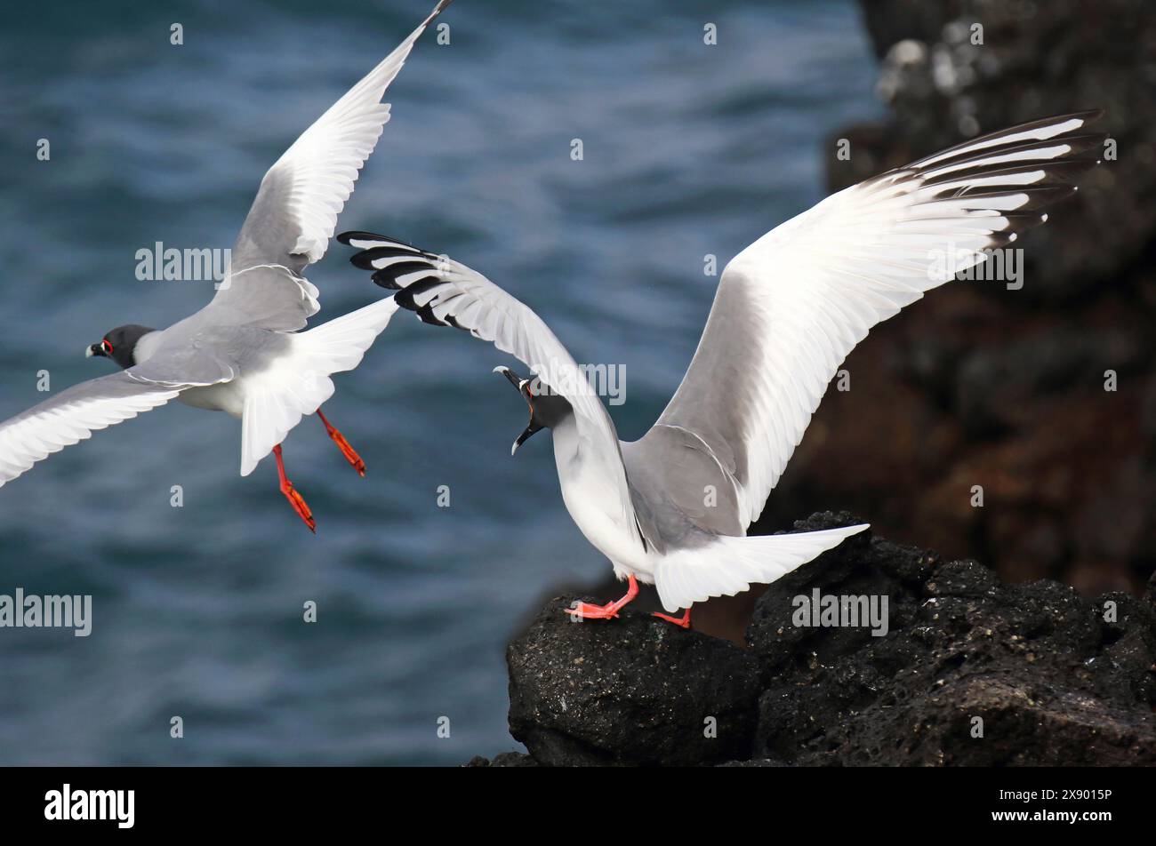 Swallow-tailed Gull (Creagrus furcatus), two adults uin flight, one ...