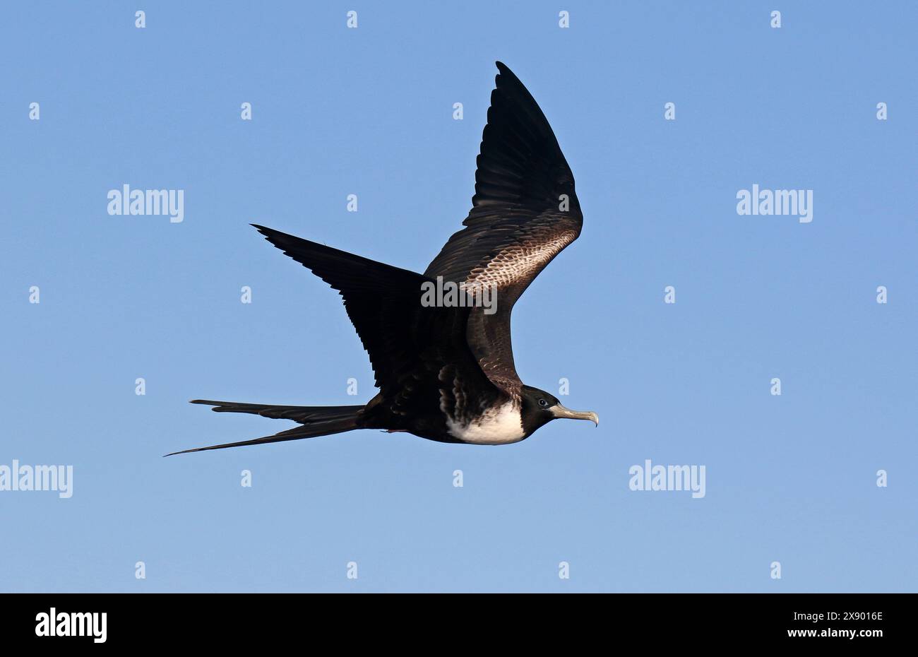 magnificent frigate bird (Fregata magnificens), in flight, Ecuador ...