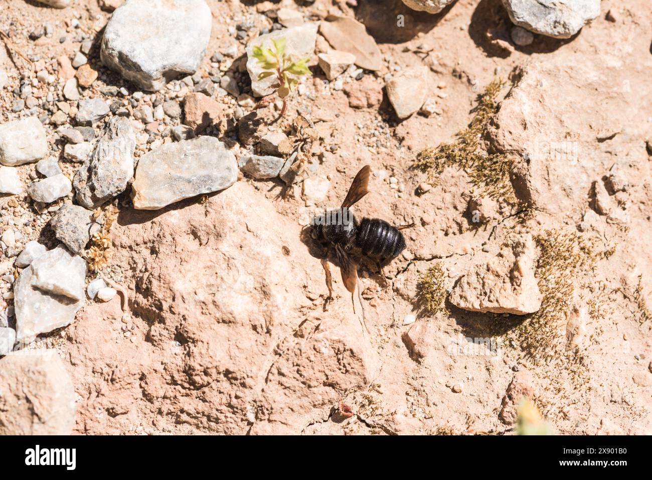 Black Mud Bee (Megachile parientina) in Turkiye Stock Photo - Alamy