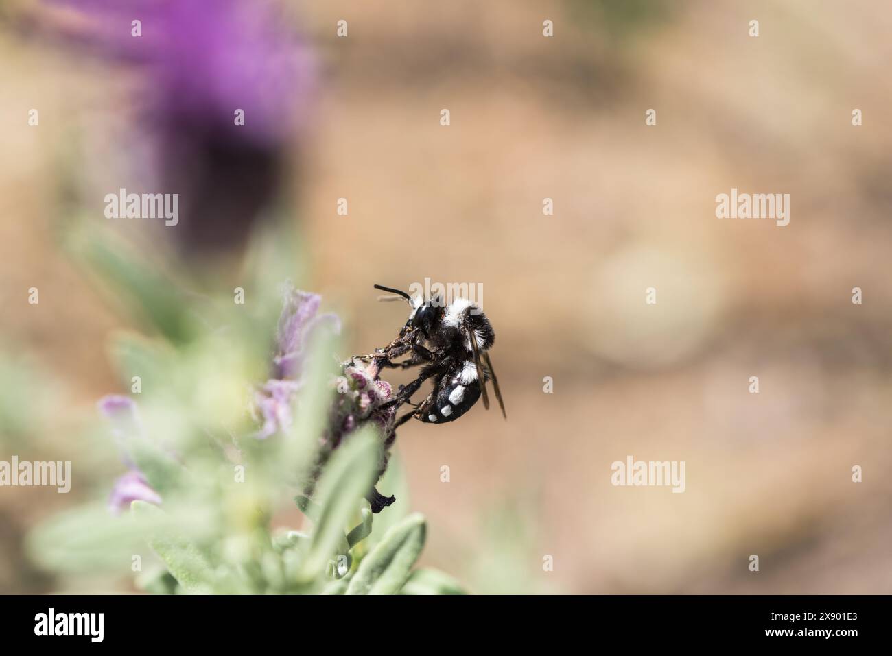 A Turkish Cuckoo Bee (Melecta curvispina) foraging on a flower in ...
