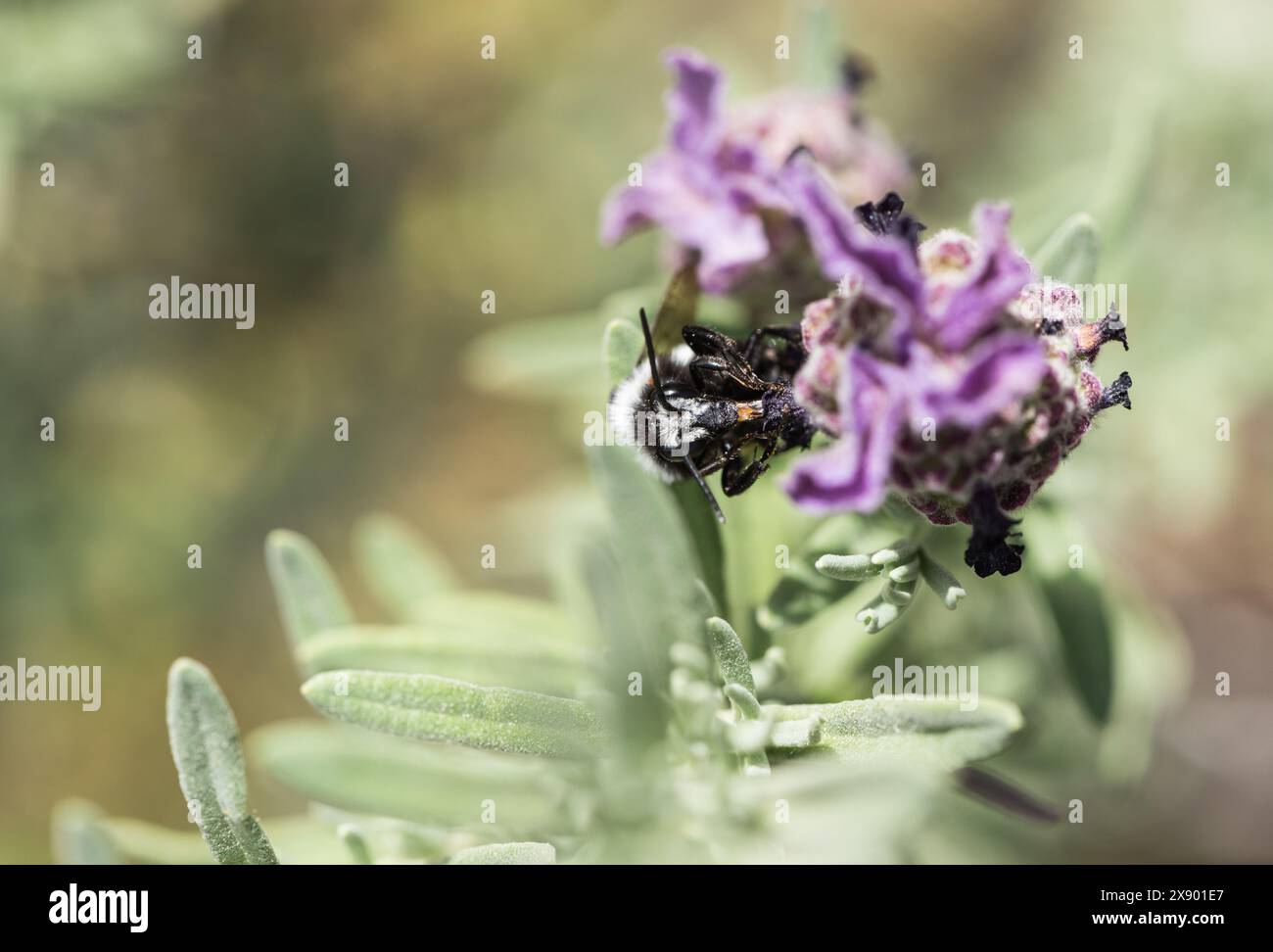 A Turkish Cuckoo Bee (Melecta curvispina) foraging on a flower in ...