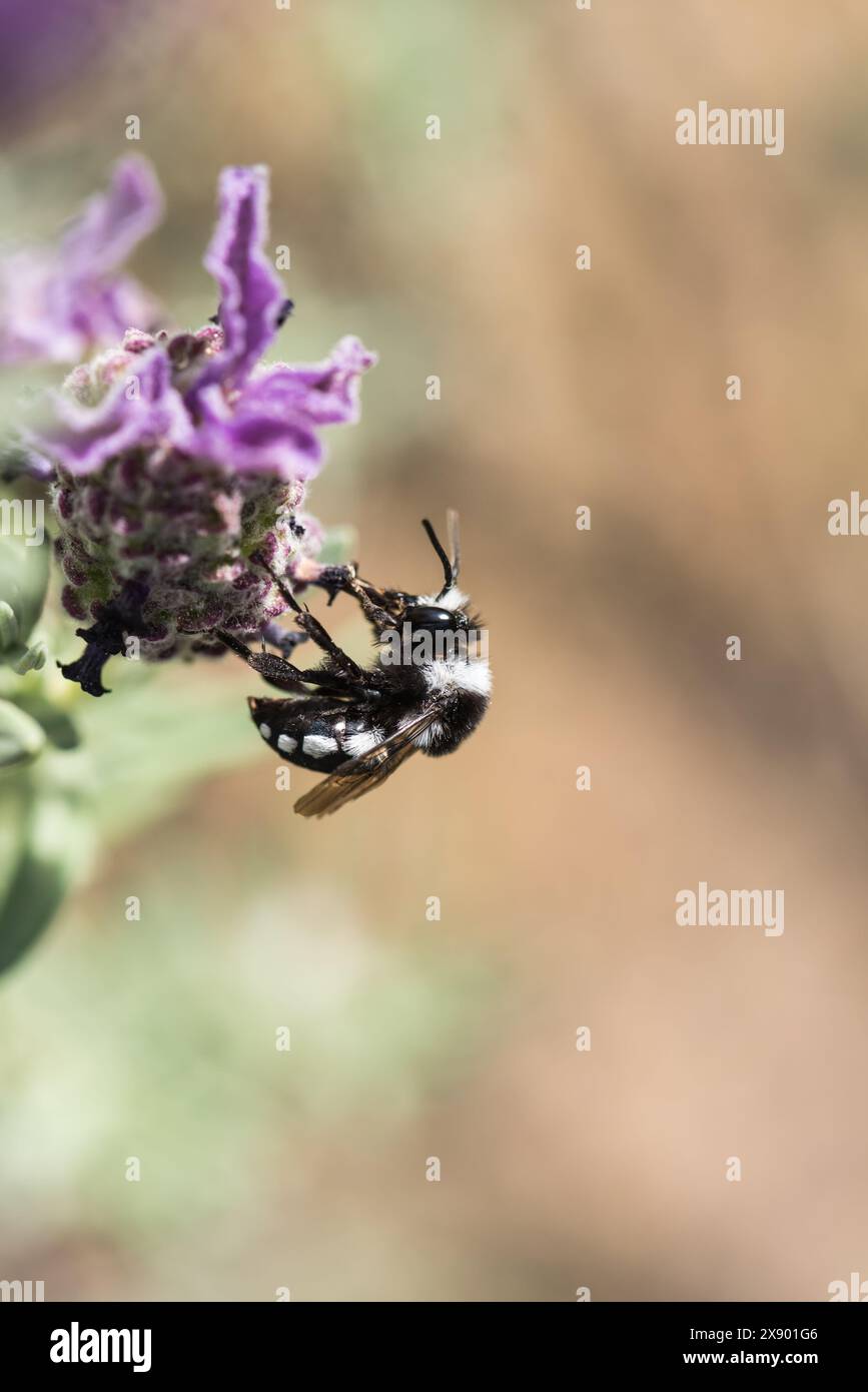 A Turkish Cuckoo Bee (Melecta curvispina) foraging on a flower in ...
