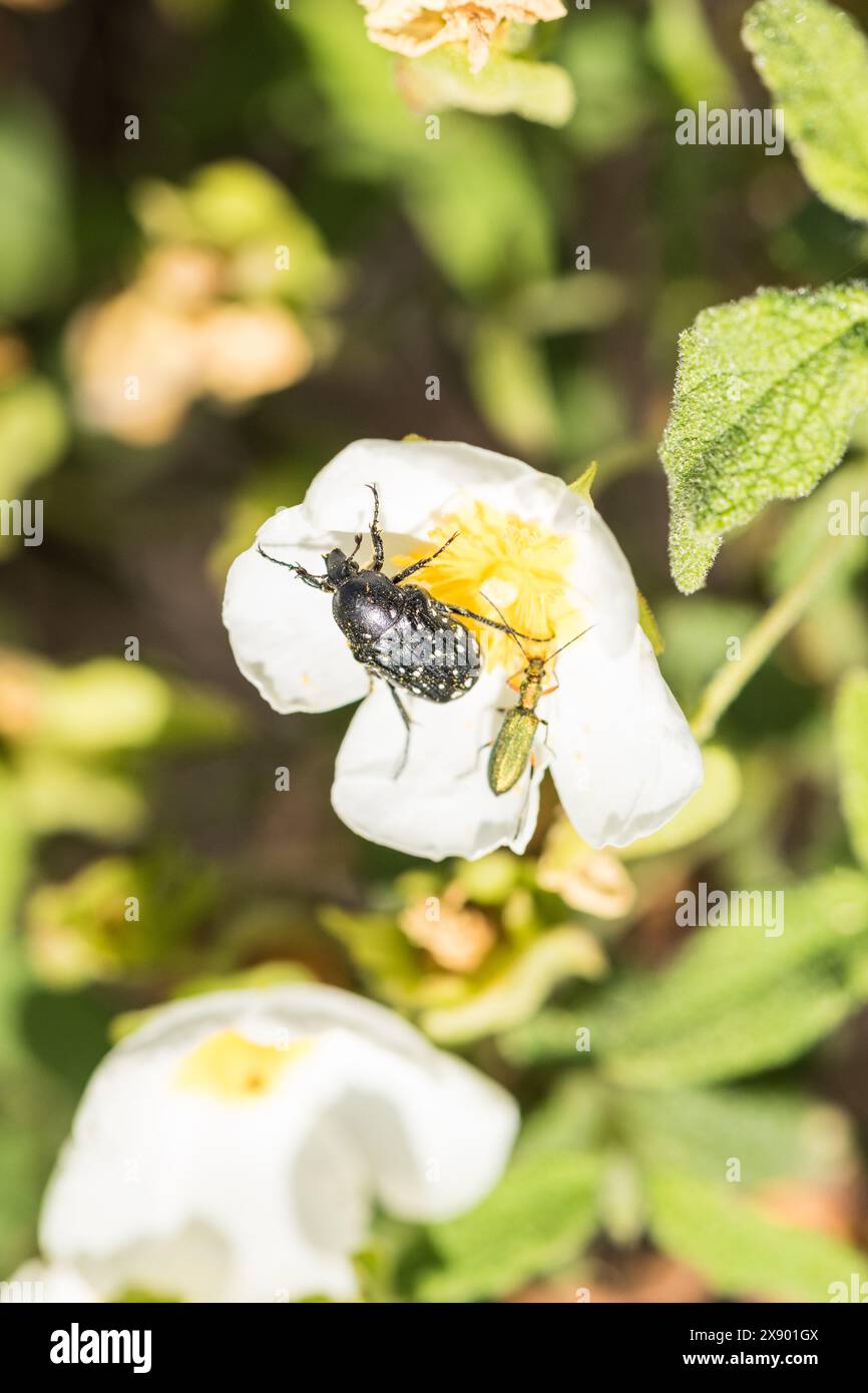 Foraging Middle Eastern Flower Scarab (Oxythyrea cinctella) in Turkiye ...