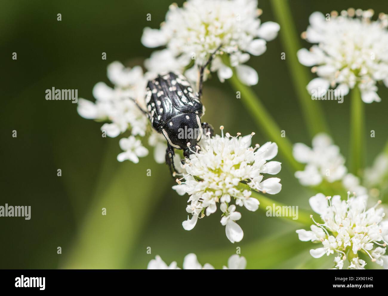 Foraging Middle Eastern Flower Scarab (Oxythyrea cinctella) in Turkiye. Note white bands on the ...