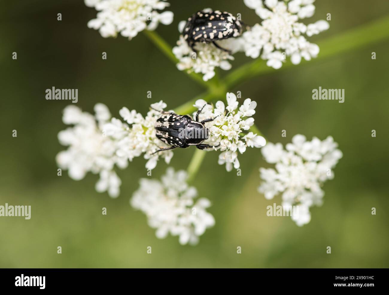 Foraging Middle Eastern Flower Scarab (Oxythyrea cinctella) in Turkiye ...