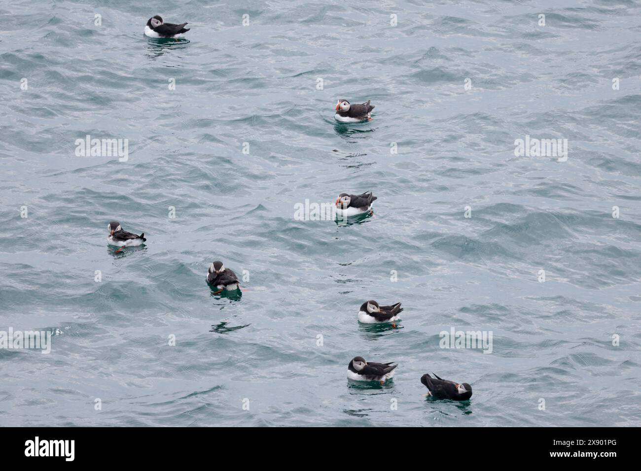 puffins fratercula artica, on the sea, sea bird black upperparts white ...