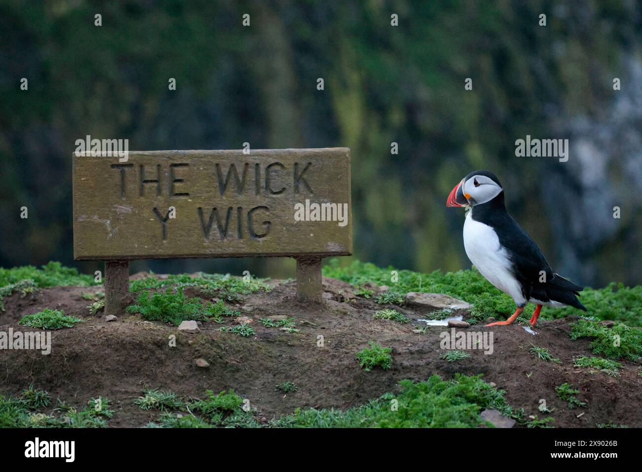 puffin fratercula artica, small sea bird black upperparts white face ...