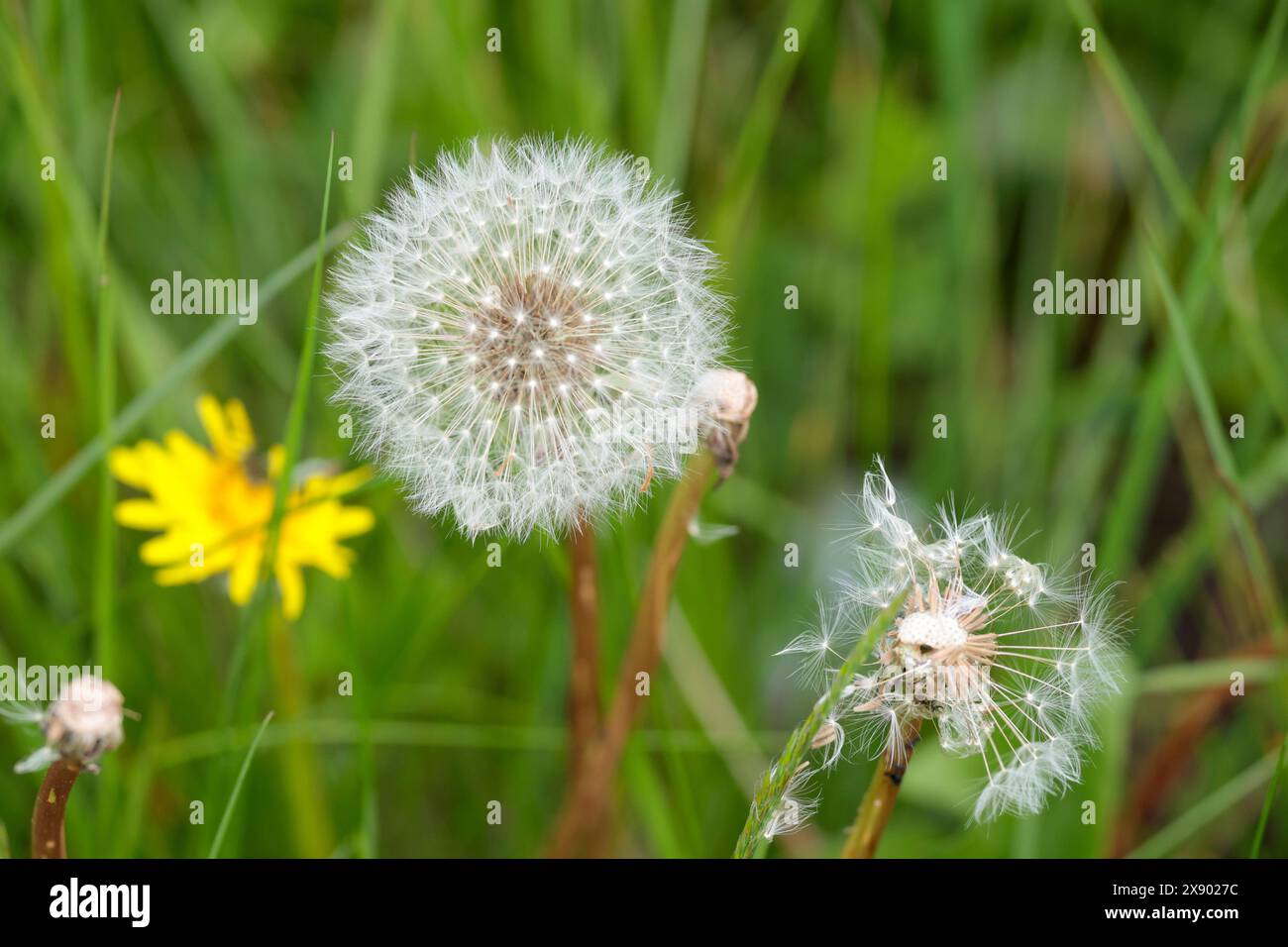 Stages in dandelion cycle hi-res stock photography and images - Alamy