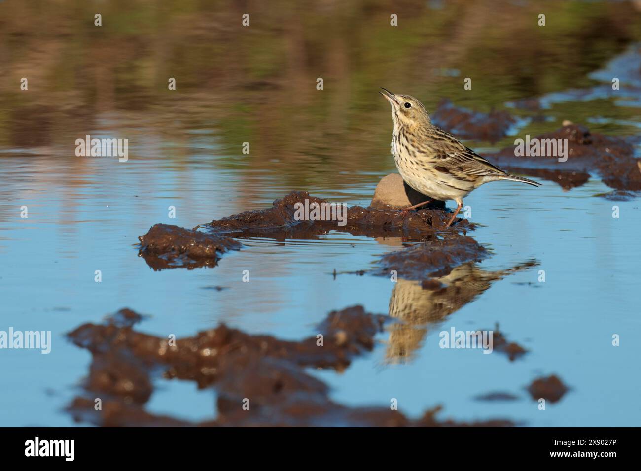 rock pipit anthus petrosus, a coastal bird streaky grey brown ...