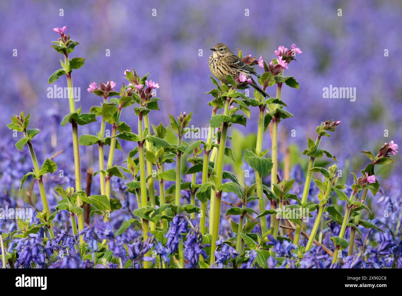rock pipit anthus petrosus, a coastal bird streaky grey brown ...
