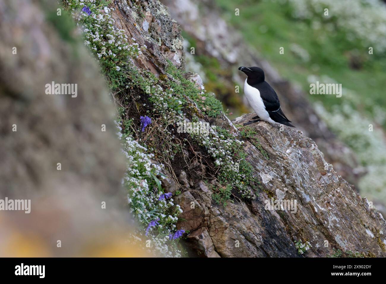 Bill has vertical ridges hi-res stock photography and images - Alamy