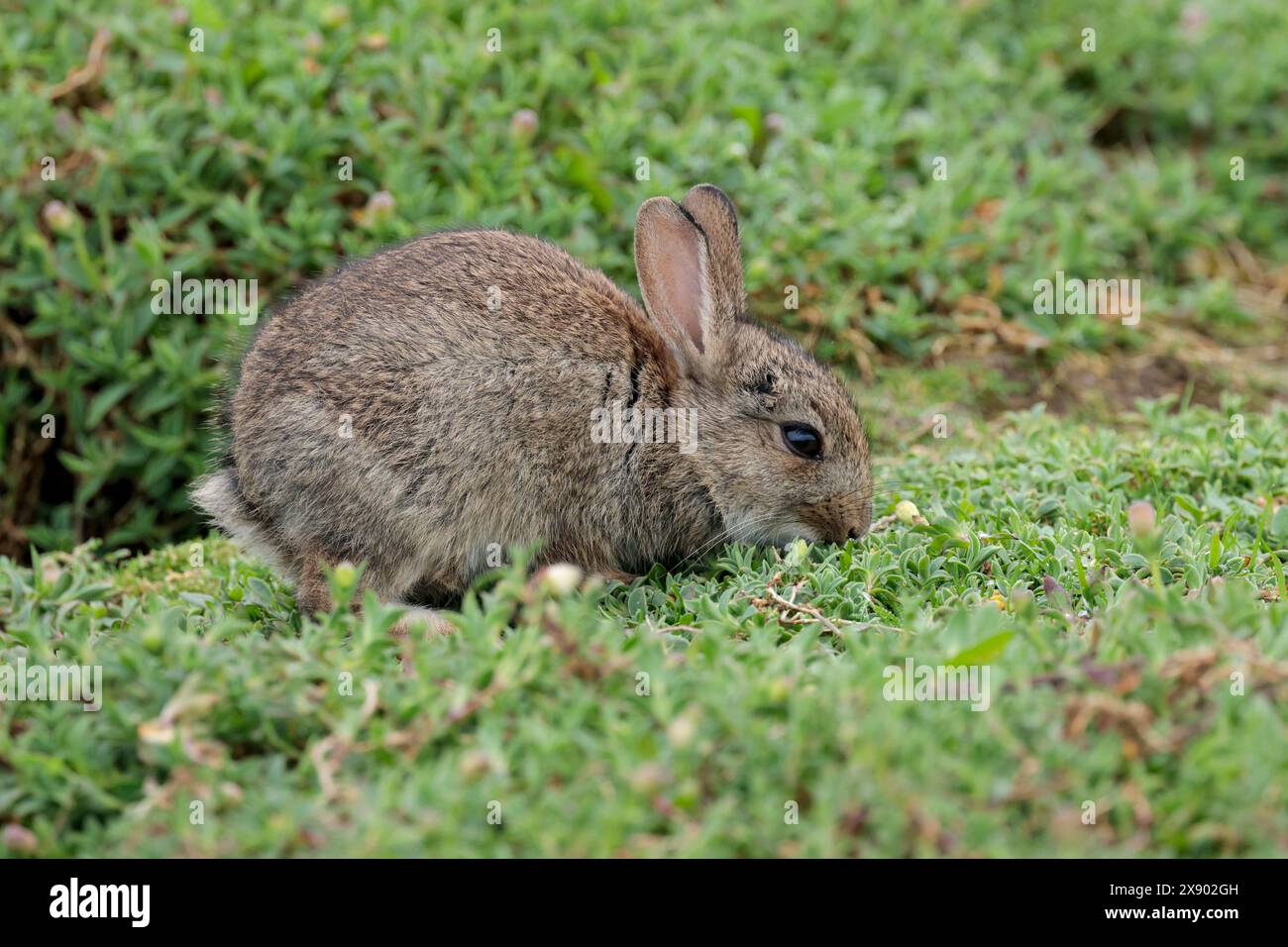 Bigger back legs hi-res stock photography and images - Alamy