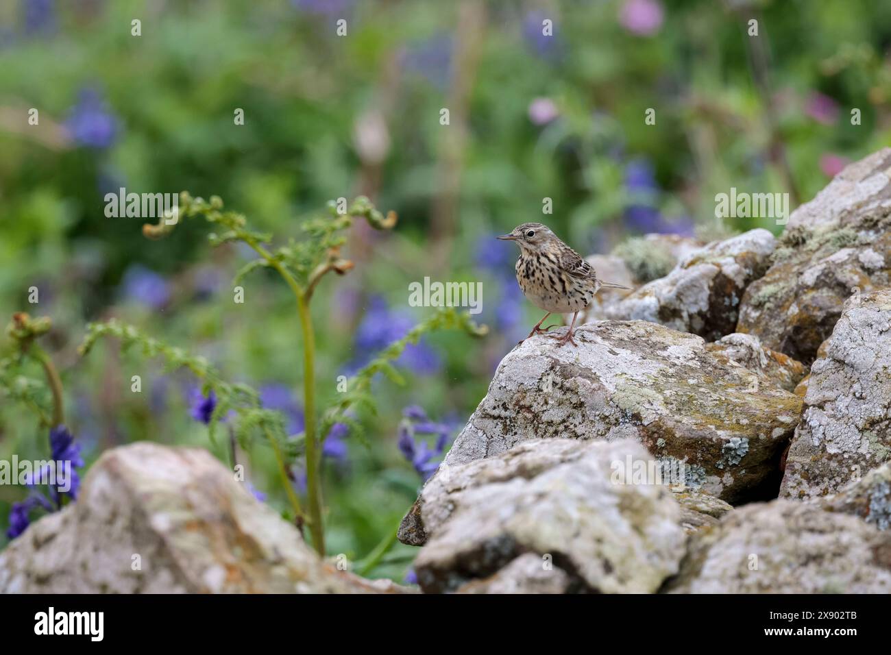 rock pipit anthus petrosus, a coastal bird streaky grey brown ...